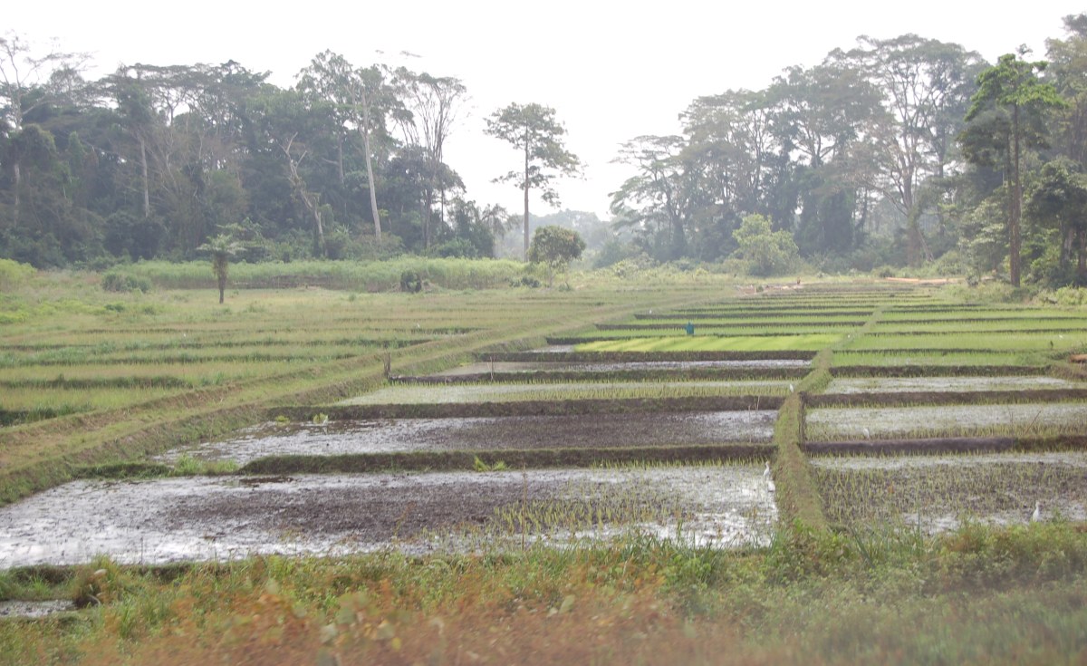 Liberia: 'Liberia Increased Rice Production By 53 Percent in 2023 ...