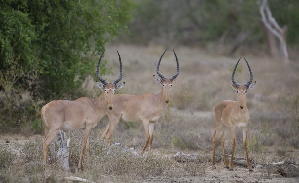 Operation Hirola - Saving Africa's Rarest Antelope - allAfrica.com