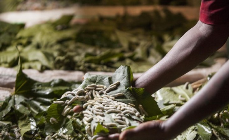 silkworm farming in south africa