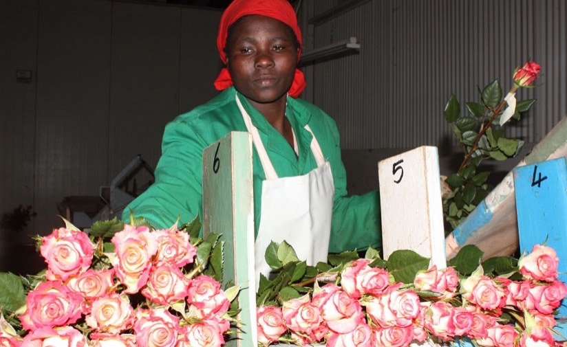 Rwanda: 10 Local Flower Exporters for Amsterdam Expo - allAfrica.com