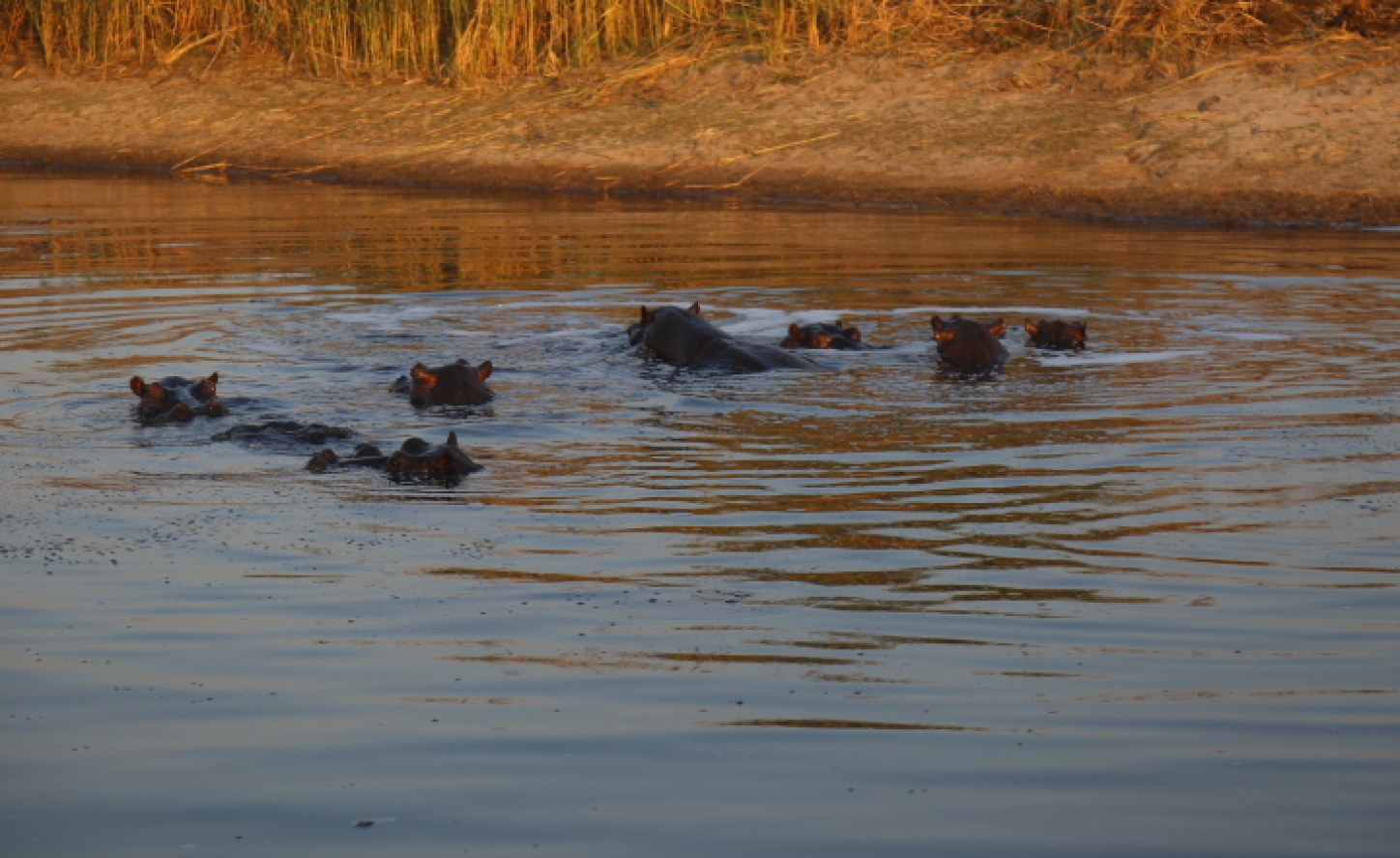 South Africa: Hippo Meat Frenzy Ends in Tragedy At Lake St Lucia ...