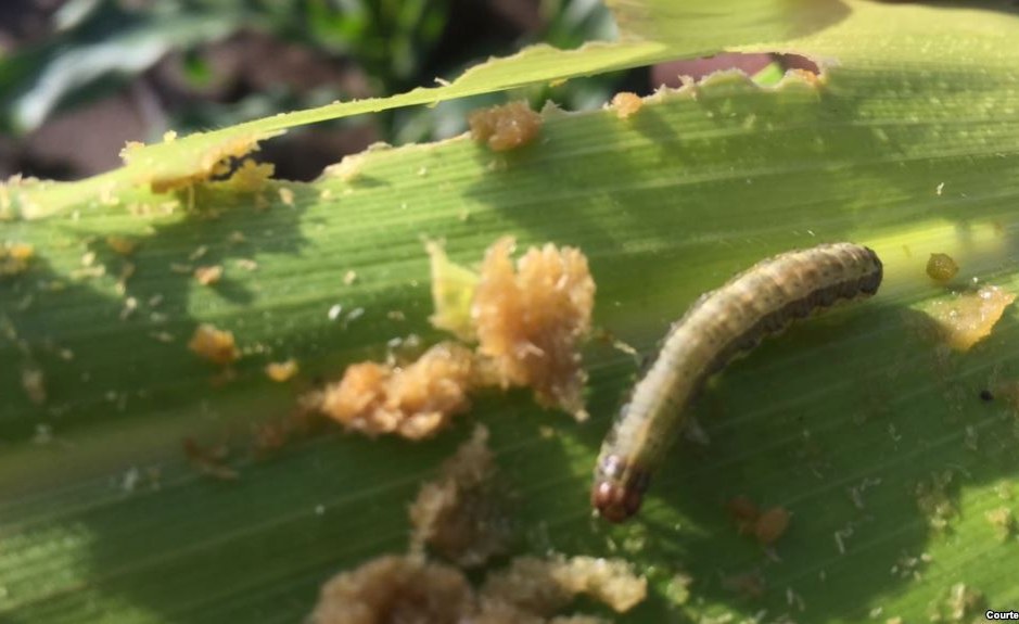 Uganda: After Armyworm - allAfrica.com