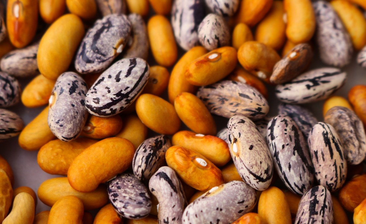Rwanda Improving Bean Nutrition Content Through Bio-fortification ...