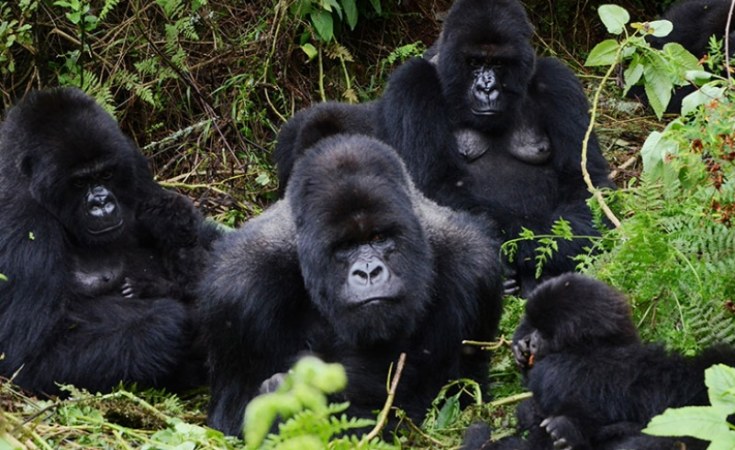 Rwanda: Kwita Izina - Baby Gorillas' Names and the Stories Behind Them ...
