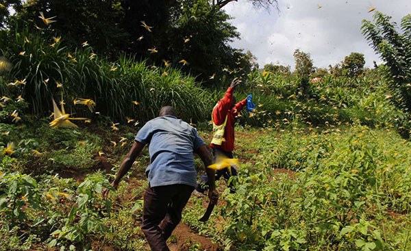 Kenya, Uganda Alert Over Swarms of Locusts Sighted Across Turkana ...
