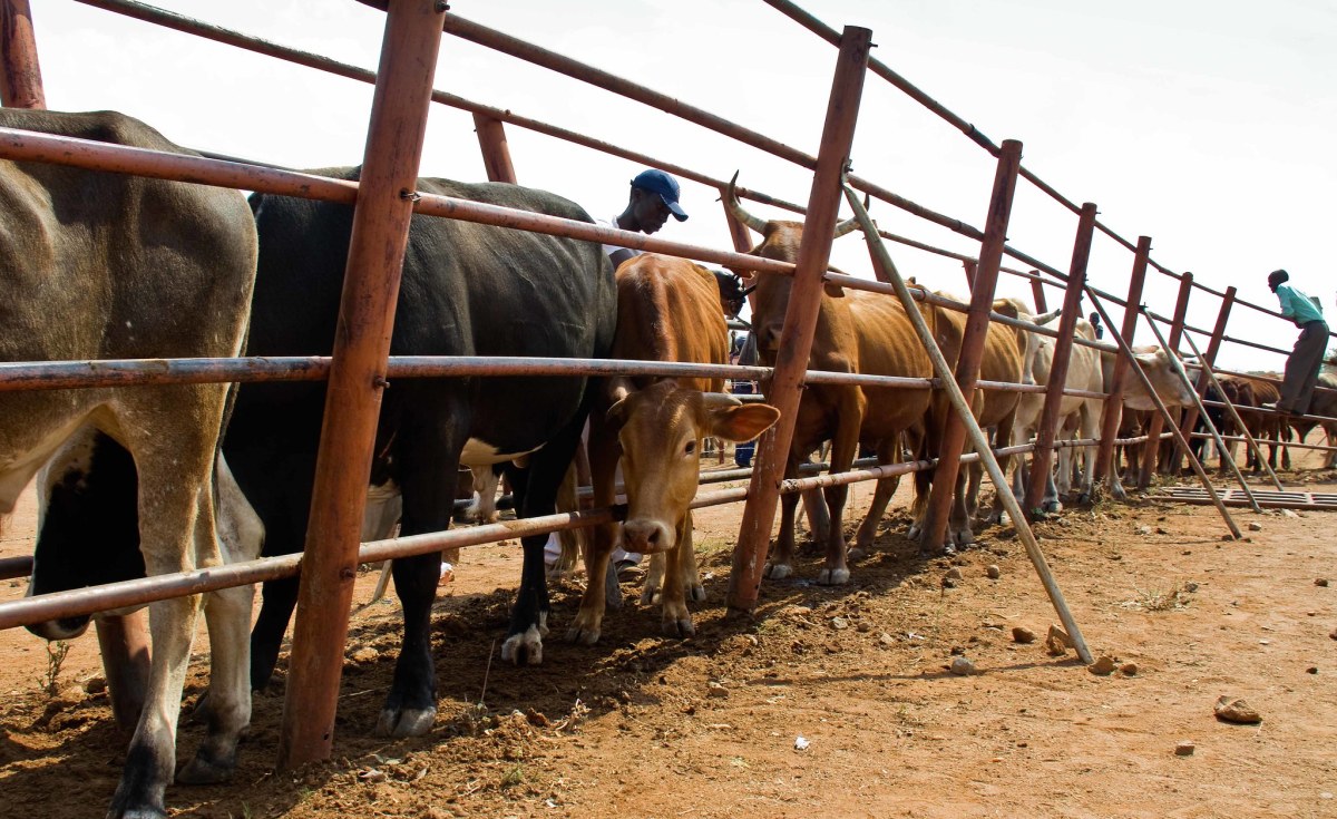Zimbabwe: Cattle Turn Into New Currency Amid Inflation in Zimbabwe ...
