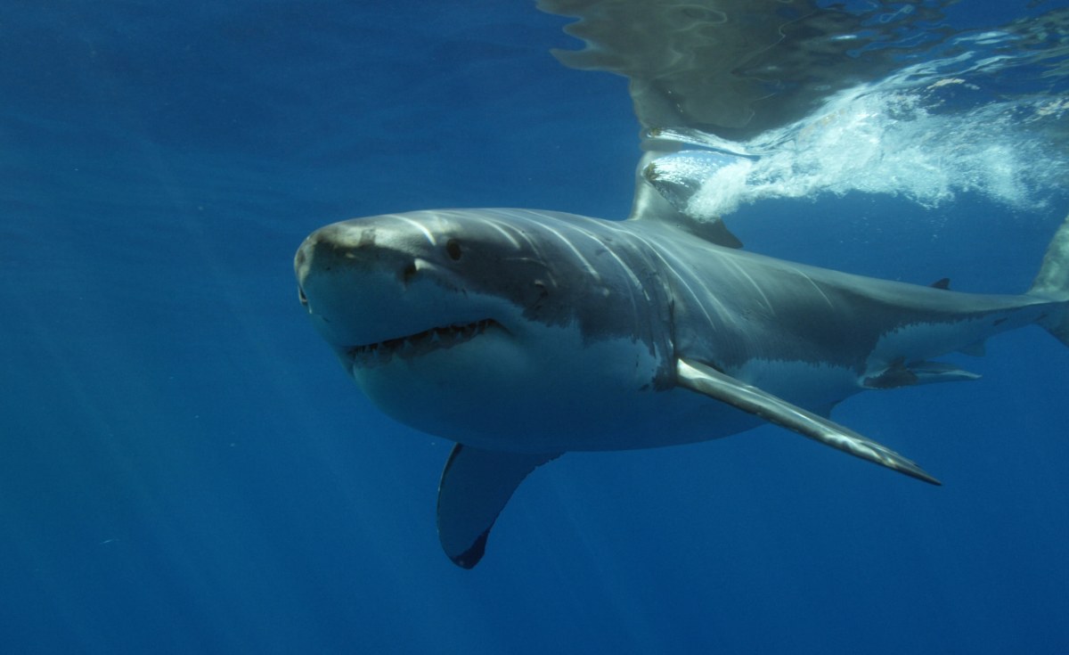 Somalia's Illicit Gulper Shark Oil Trade Threatens the Entire Species ...