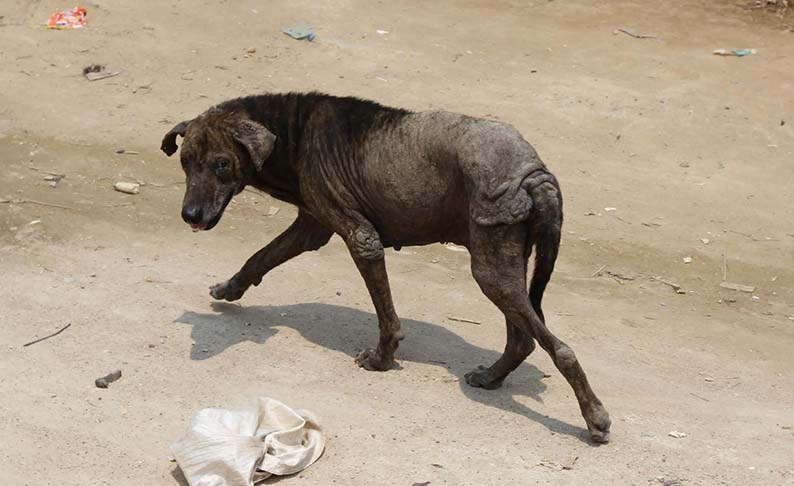 La rage tue 30 personnes à Huambo en Angola - allAfrica.com