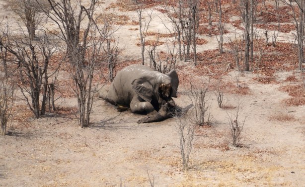 Spike in Elephant Poaching - Why is Botswana Govt Silent? - allAfrica.com