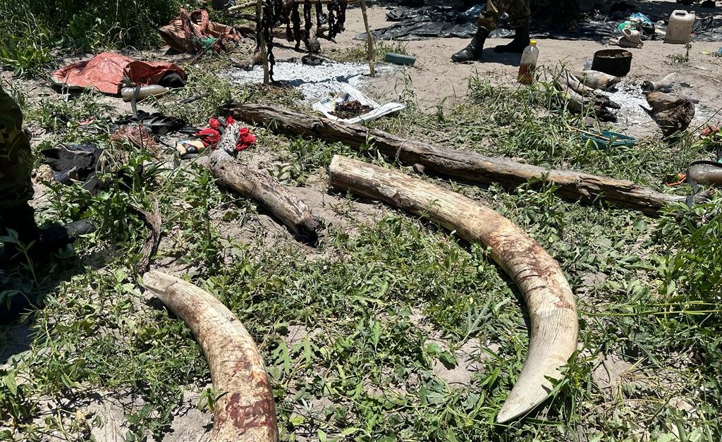 Botswana: Sharp Spike in Elephant Poaching - 'Someone is Dropping the ...
