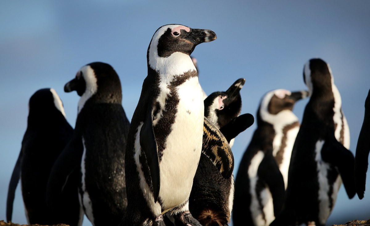 South Africa: High Court Victory for the Critically Endangered African ...