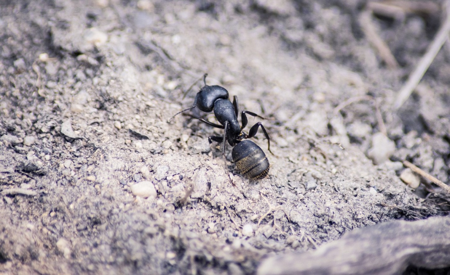 Kenya: Illegal Insect Trade - 5,300 Ants and a Global Problem ...
