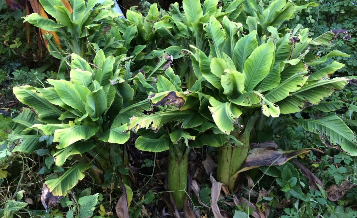 Malawi: From Ruin to Revival As Malawi's Banana Growers Plant a New ...